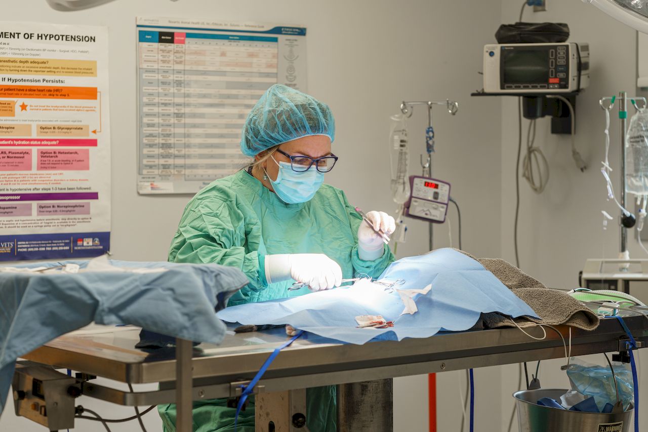 Surgery - Pitman Animal Hospital